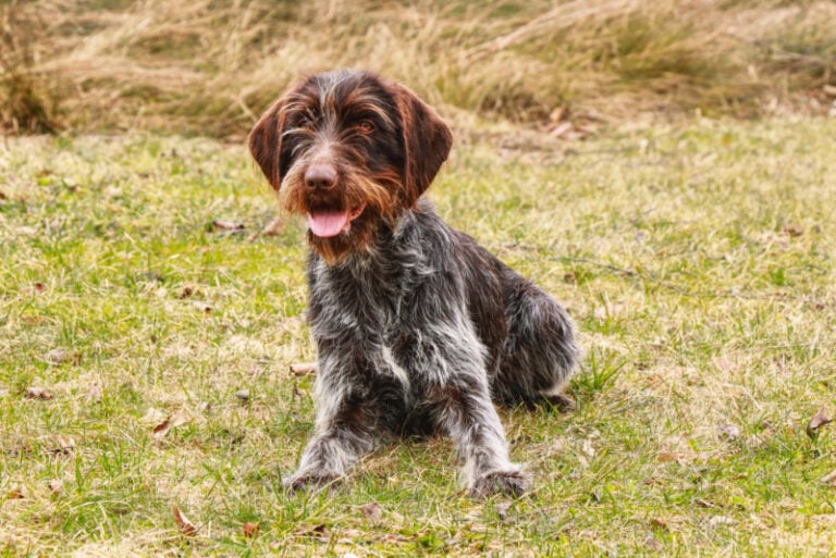 10 Wirehaired Pointing Griffon Facts (Explained By Our Vet) | Hepper ...