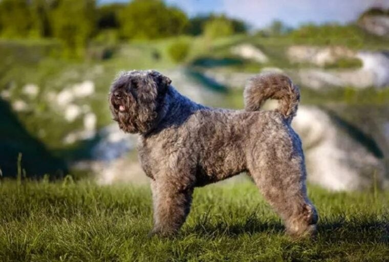 12 Dutch Dog Breeds: Info, Pictures, Facts & History | Hepper Pet Resources