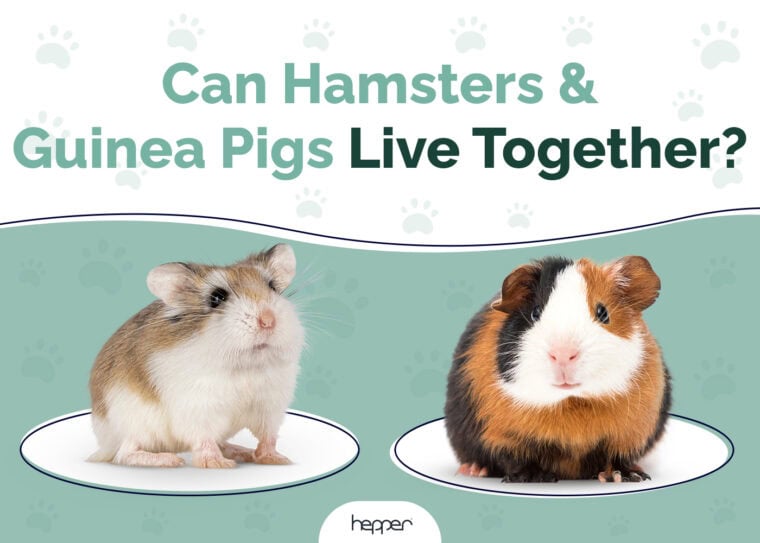 Hamsters vs Rats: Main Differences (With Pictures) | Hepper Pet Resources