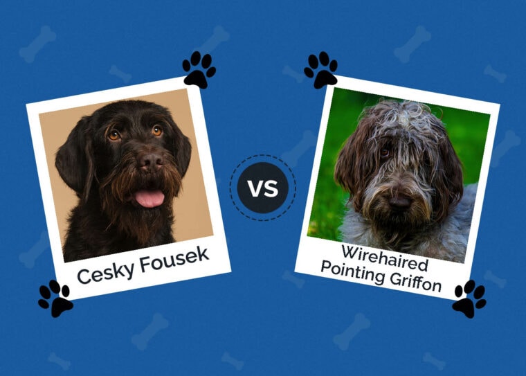 Cesky Fousek: Care, Pictures, Facts & More | Hepper Pet Resources