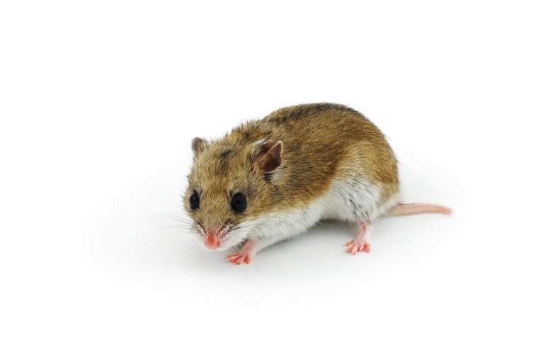 5 Friendliest Hamster Breeds: Info, Pictures, Facts, & History | Hepper ...