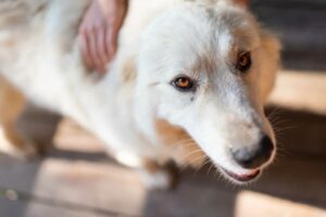 Great Pyrenees Haircuts & Grooming: 11 Expert Tips | Hepper Pet Resources