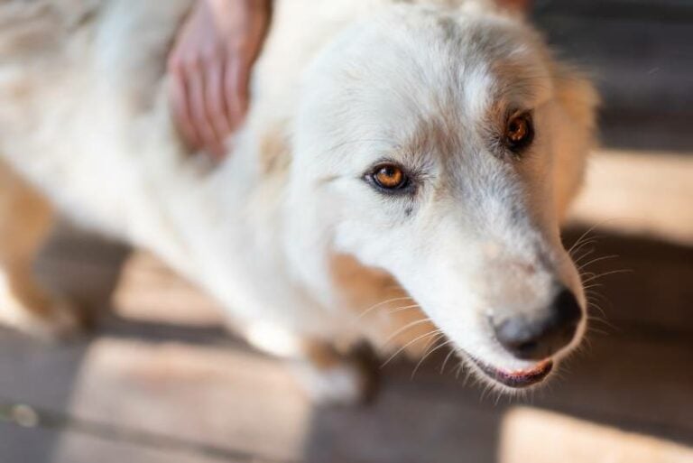 Great Pyrenees Haircuts & Grooming: 11 Expert Tips | Hepper Pet Resources
