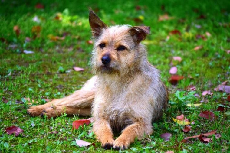12 Dutch Dog Breeds: Info, Pictures, Facts & History | Hepper Pet Resources