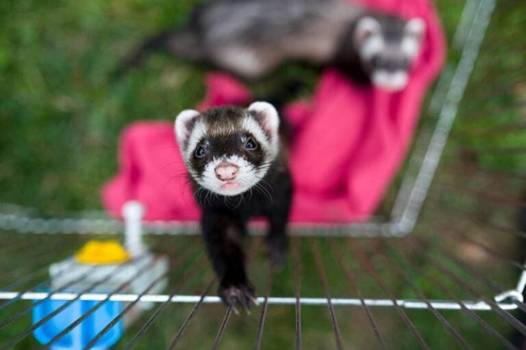 20 Fun Ferret Facts You Probably Didn't Know | Hepper Pet Resources