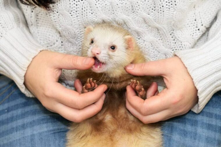 Do Ferrets Bite? Our Vet Identifies Reasons, Explanations & Provides ...