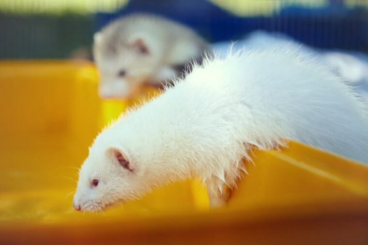 20 Fun Ferret Facts You Probably Didn't Know | Hepper Pet Resources