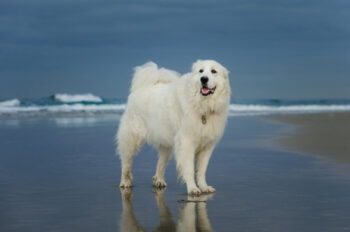 6 Great Pyrenees Colors & Markings (With Info & Pictures) | Hepper Pet ...