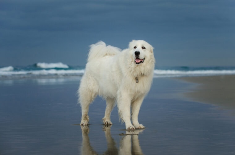 20 Surprising Great Pyrenees Facts | Hepper Pet Resources