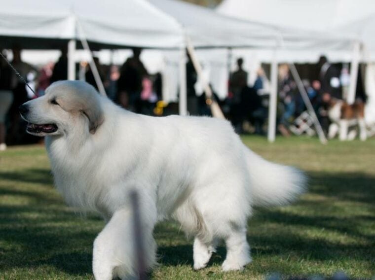 How Much Do Great Pyrenees Shed? Care and Grooming Advice | Hepper Pet ...
