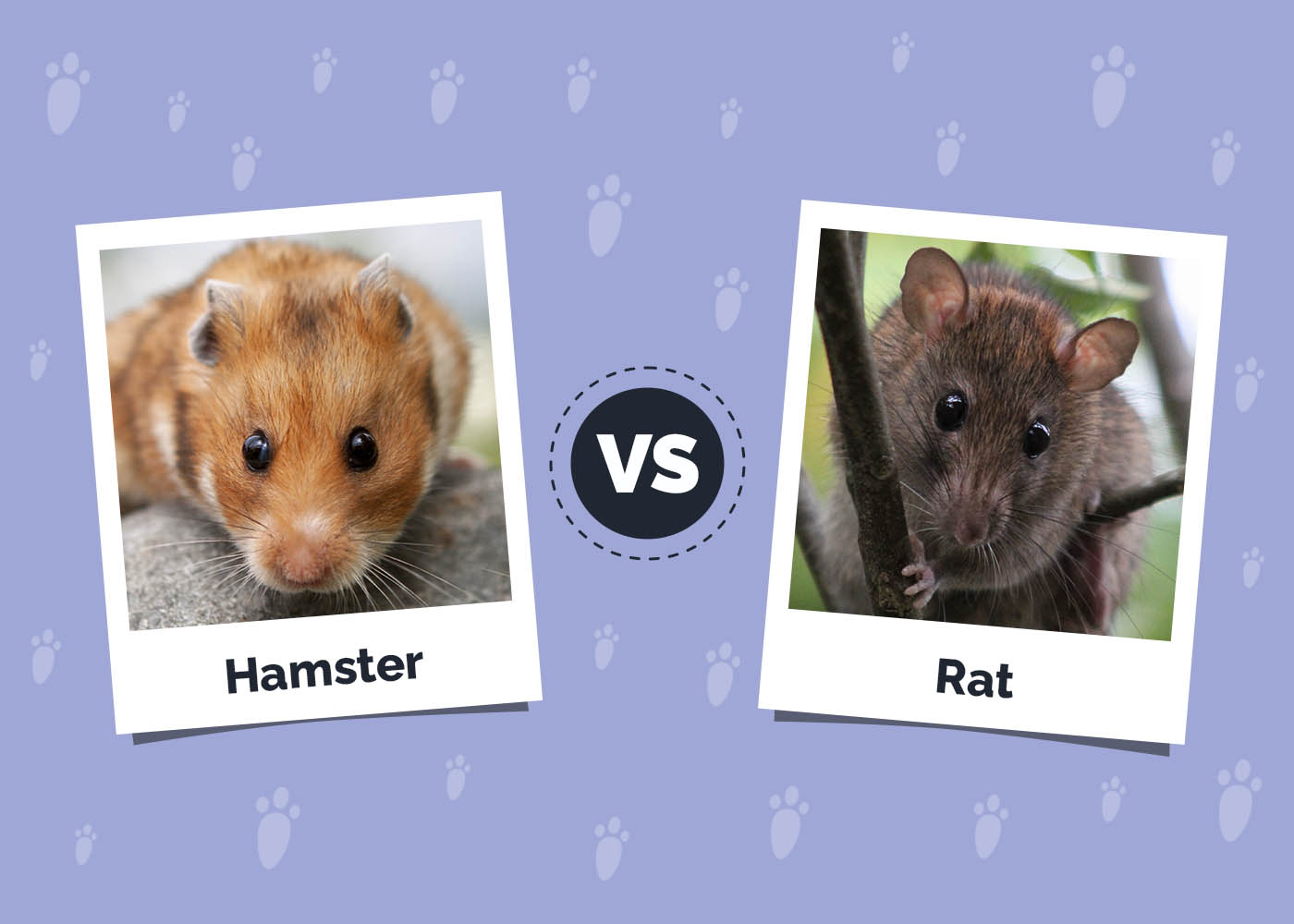 Hamsters vs Rats: Main Differences (With Pictures) | Hepper Pet Resources