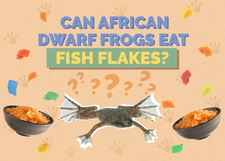 Can African Dwarf Frogs Eat Fish Flakes? Vet-Approved Facts & FAQ ...