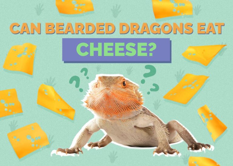 Can Bearded Dragons Eat Cheese? Vet-Reviewed Nutrition Facts & FAQ ...