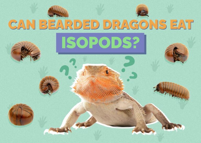 Can Bearded Dragons Eat Isopods? Vet-Approved Nutrition Guidelines ...