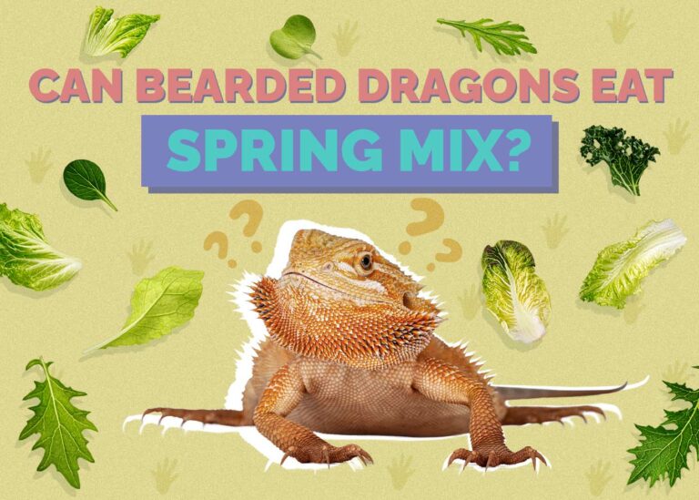 Can Bearded Dragons Eat Spring Mix? Vet-Approved Facts & FAQ | Hepper ...