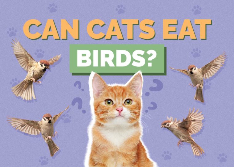 How Do Cats Catch Birds? The 5 Instinctual Steps of the Opportunistic ...