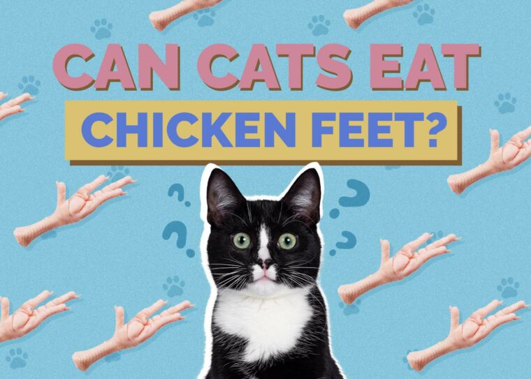 Can Cats Eat Bones? Vet-Reviewed Facts & Safety Guide | Hepper Pet ...