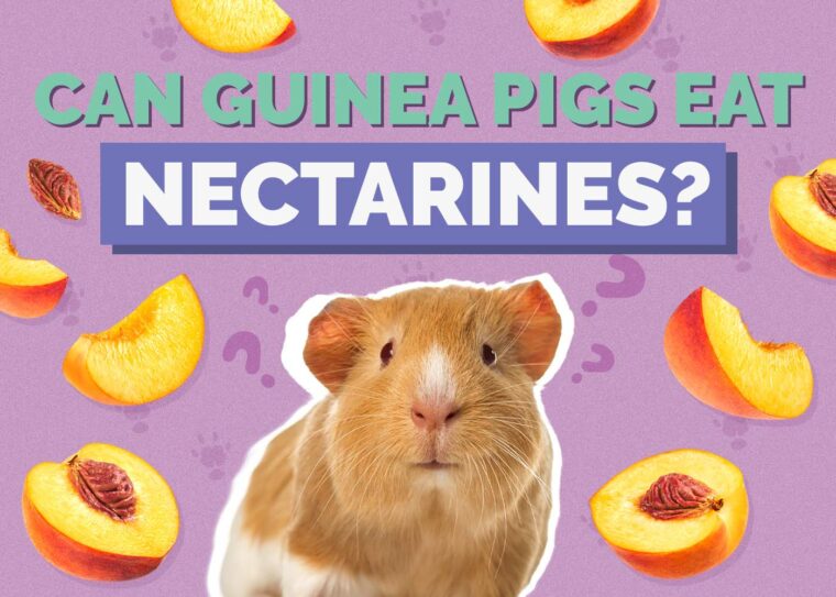 Can Guinea Pigs Eat Lettuce? Vet Approved Nutrition Facts & FAQ | Hepper Pet Resources
