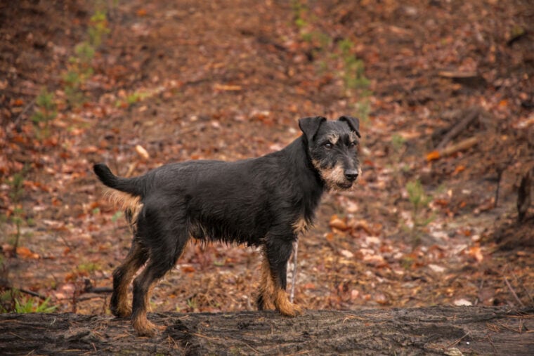 18 Black & Tan Dog Breeds: Info, Pictures, Facts & History | Hepper Pet ...