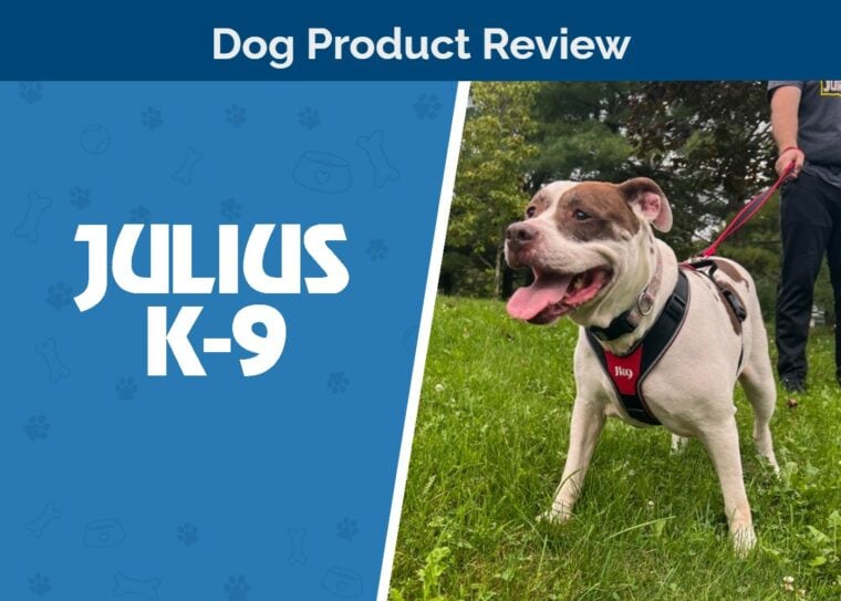 Julius K9 Speed Harness Review 2026: Our Expert's Opinion | Hepper Pet ...