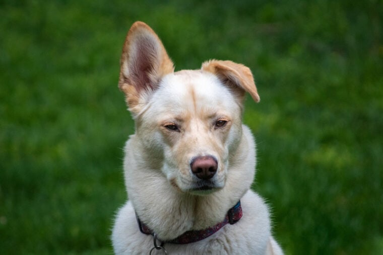 10 Husky Dog Breeds: Info, Pictures, Facts & Appearance | Hepper Pet ...