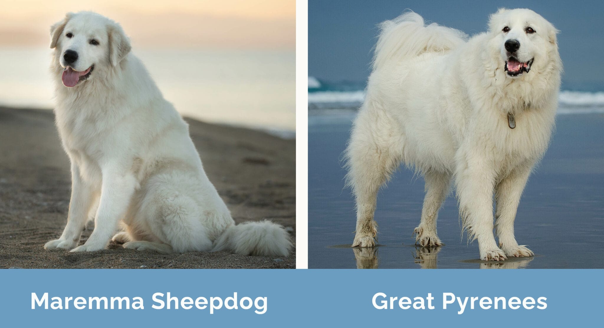 Maremma Sheepdog vs Great Pyrenees: The Differences (With Pictures ...