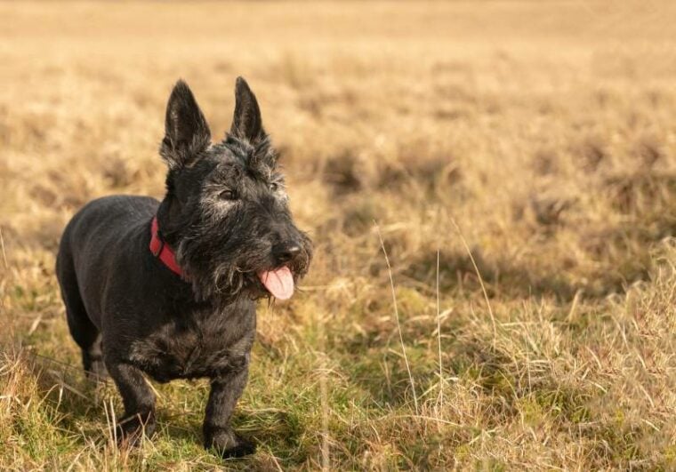 16 Scottish Terrier Pros & Cons You Should Know | Hepper Pet Resources