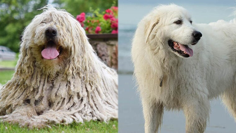 Komondor Great Pyrenees Mix: Info, Pictures, Care Guide, Temperament ...