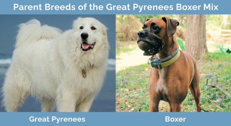 Great Pyrenees Boxer Mix: Pictures, Care Guide, Temperament & Traits ...