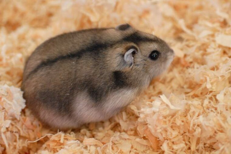 4 Types of Dwarf Hamster Breeds: Vet-Reviewed Info, Pictures & Facts ...
