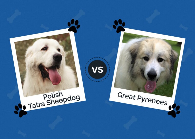 Polish Tatra Sheepdog vs Great Pyrenees: The Differences (With Pictures ...