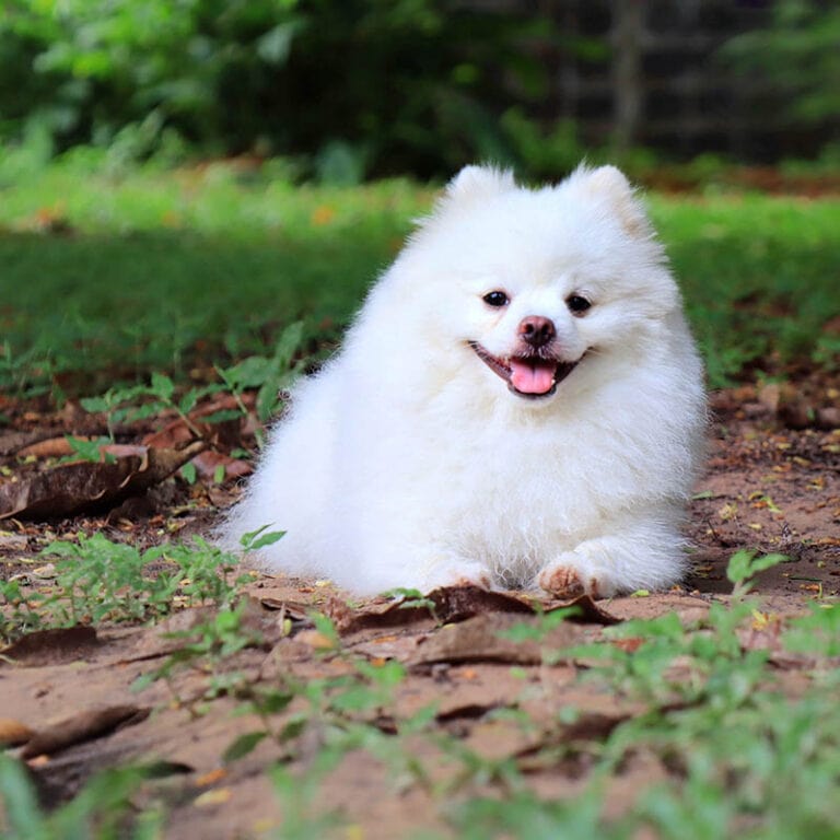 6 Types of Pomeranians (With Info & Pictures) | Hepper Pet Resources