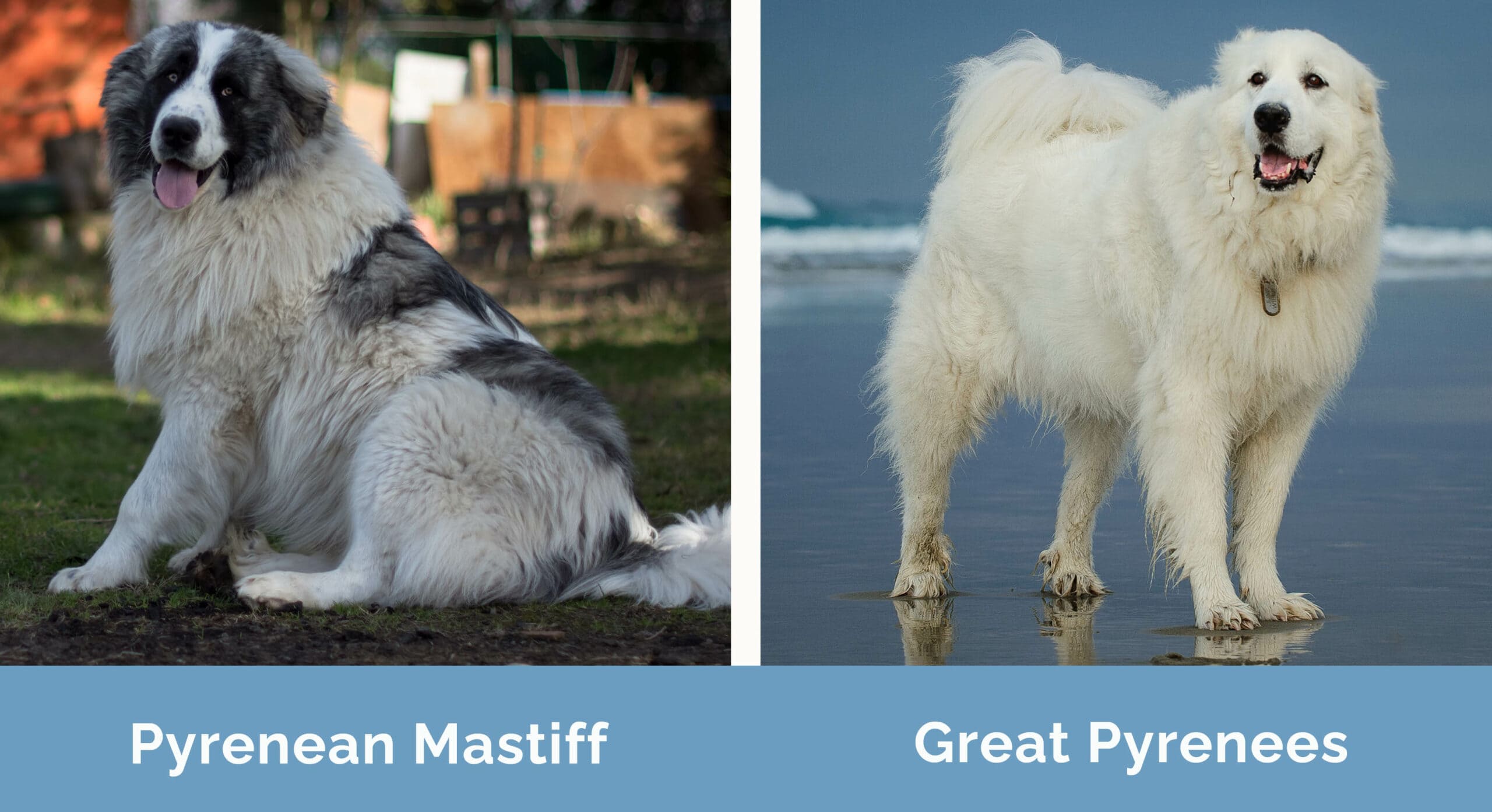 Pyrenean Mastiff vs Great Pyrenees: The Differences (With Pictures ...