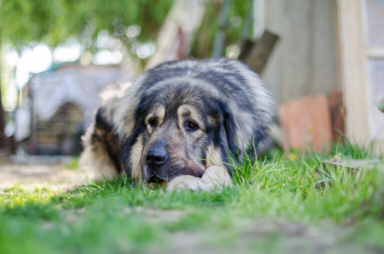 Sarplaninac Dog Breed Info: Pictures, Personality, & Facts | Hepper Pet ...