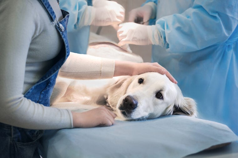 How Long Does It Take a Dog to Recover From Being Neutered? Vet ...