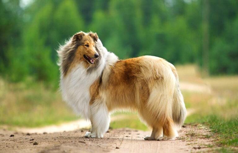 Top 15 Tricolored Dog Breeds: Info, Pictures, & Color Genetics ...