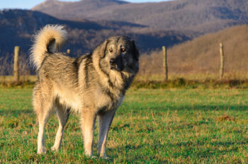 Sarplaninac Dog Breed Info: Pictures, Personality, & Facts | Hepper Pet ...