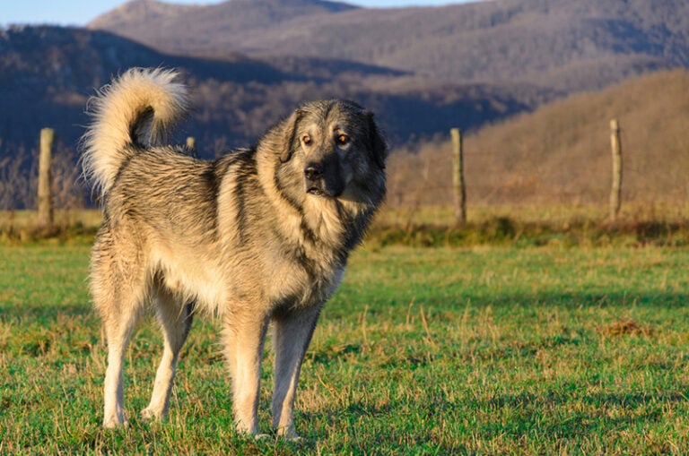 Sarplaninac Dog Breed Info: Pictures, Personality, & Facts | Hepper Pet ...