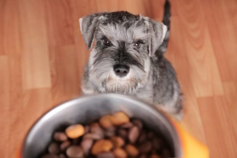 Gluten Intolerance in Dogs: Vet-Verified Causes, Signs & Care Tips ...