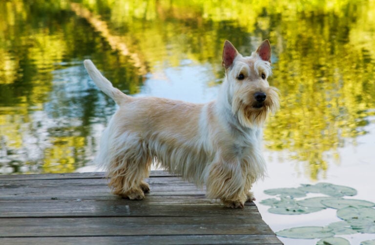 200+ Scottish Dog Names: Gaelic, Unique, Cute & Fun Ideas | Hepper Pet ...