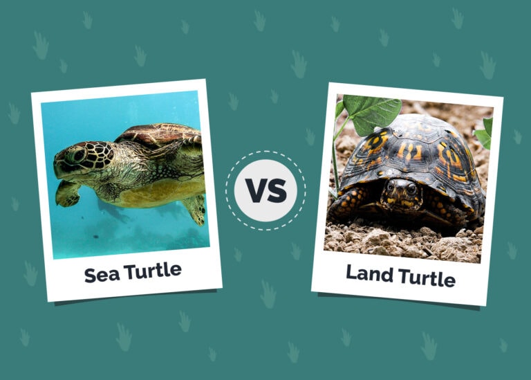 Tortoise vs. Turtle: Differences & Comparison (With Pictures) | Hepper ...