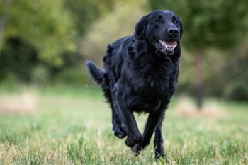 6 Types of Retriever Dog Breeds: Info, History, Pictures & Facts ...