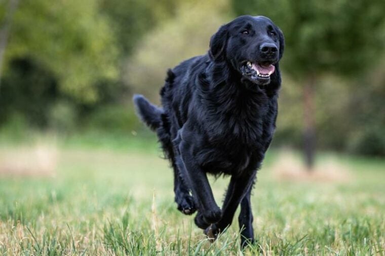 6 Types of Retriever Dog Breeds: Info, History, Pictures & Facts ...