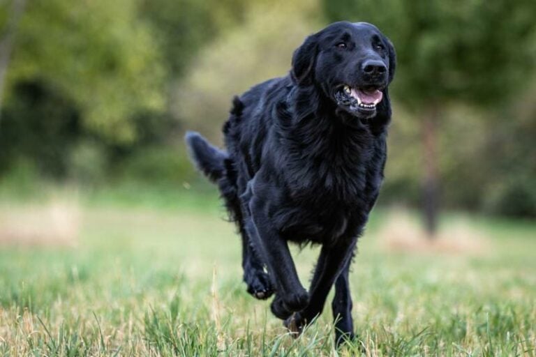 6 Types of Retriever Dog Breeds: Info, History, Pictures & Facts ...