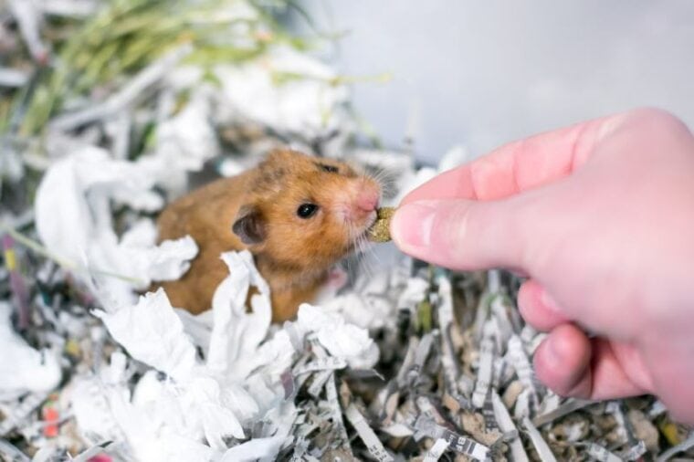How to Tame a Hamster: 9 Handling & Bonding Tips (Vet-Verified ...