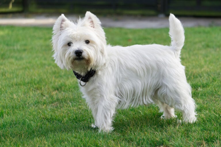 West Highland White Terrier (Westie) Dog Breed: Info, Pictures, Traits ...