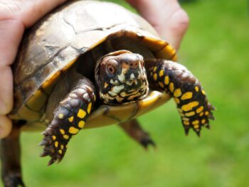 8 Types of Tortoises That Make Great Pets (With Info & Pictures ...