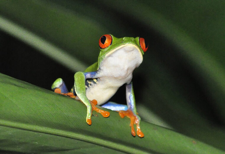 Red-Eyed Tree Frog: Lifespan, Diet, Pictures & Care Guide | Hepper Pet ...