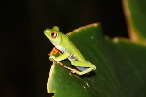 Red-Eyed Tree Frog: Lifespan, Diet, Pictures & Care Guide | Hepper Pet ...