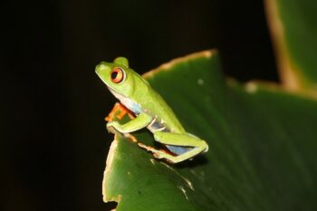 Red-Eyed Tree Frog: Lifespan, Diet, Pictures & Care Guide | Hepper Pet ...